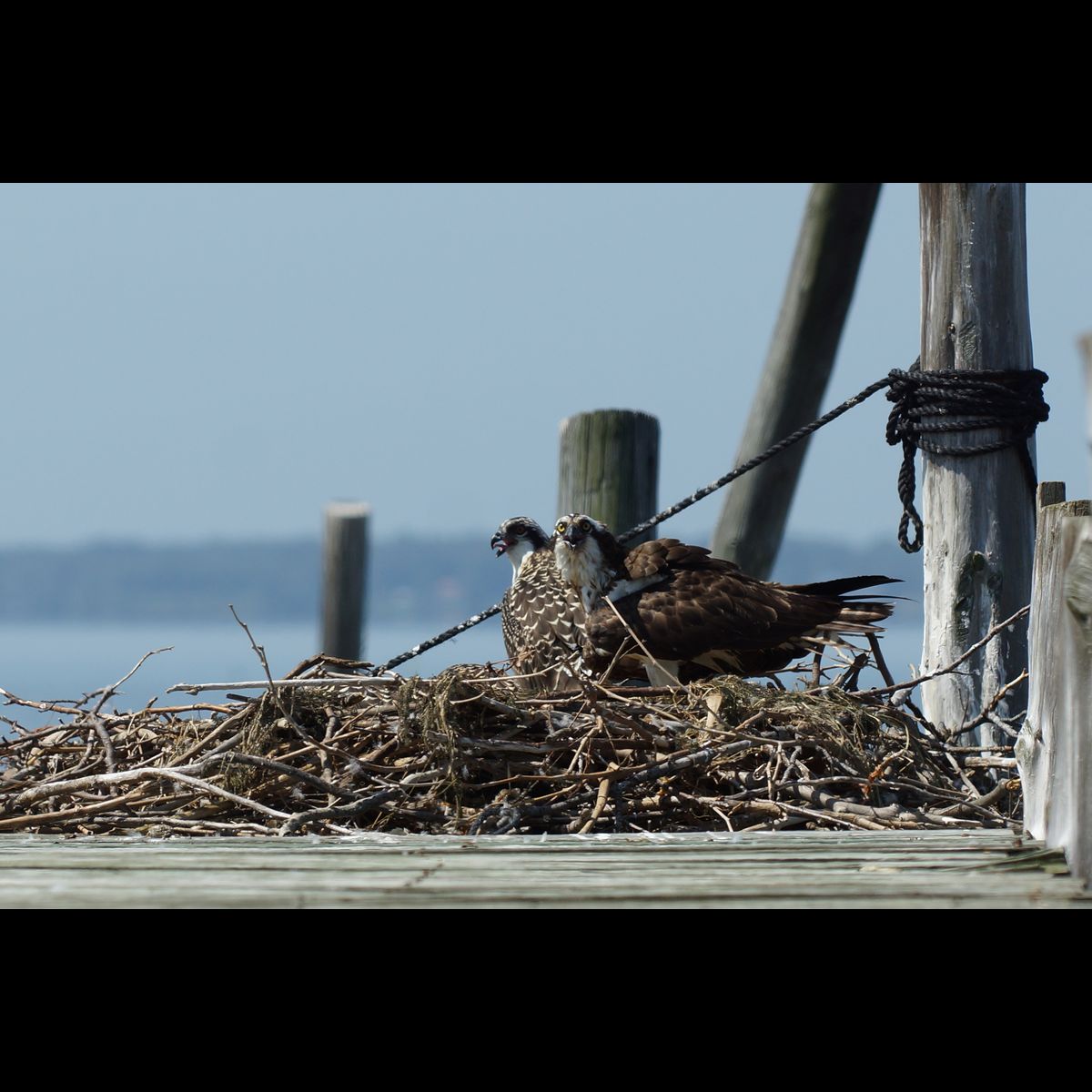 Raptors get helping hands from SMECO